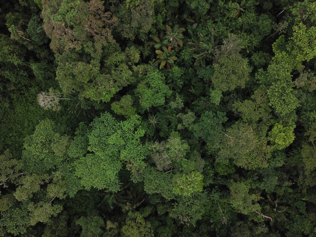 Drones and tree mapping | The Plant Ecology Lab @ USFQ – Gonzalo Rivas ...